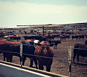 Shade-All | West Point Design Inc. | West Point, NE | Specializing in ...